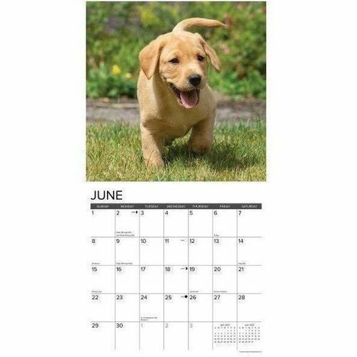 2025 Willow Creek Press Monthly Wall Calendar, 12" x 12" , Yellow Lab ...