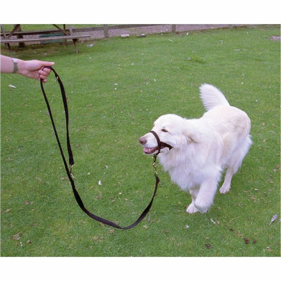 Halti Halti Training Lead2mx25mm lrg - Madill - The Office Company